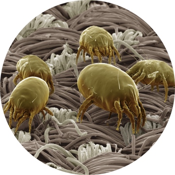 ODACTRA® (House Dust Mite Allergen Tablet) | Understanding House Dust ...